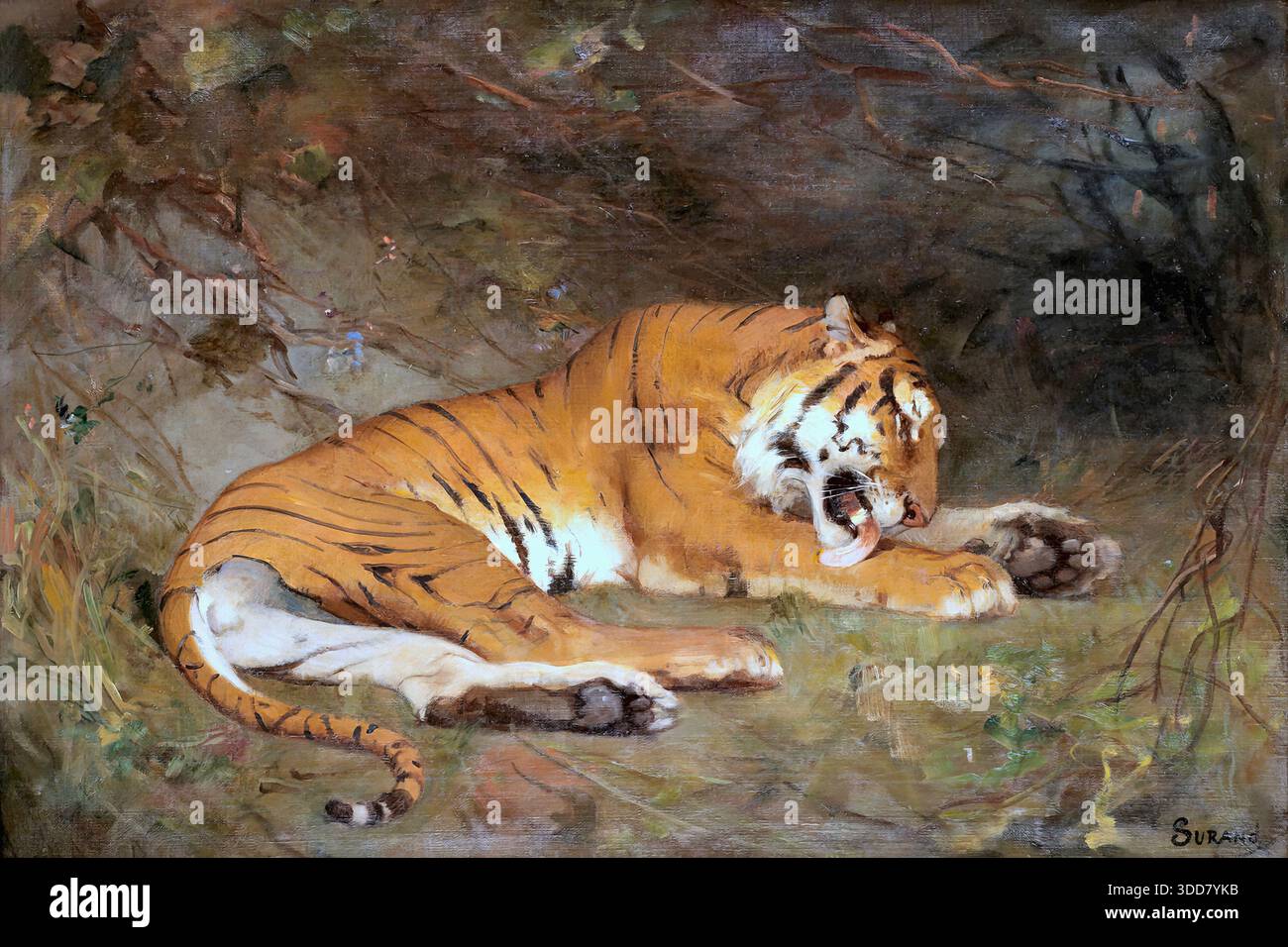 Surand hi-res stock photography and images - Alamy