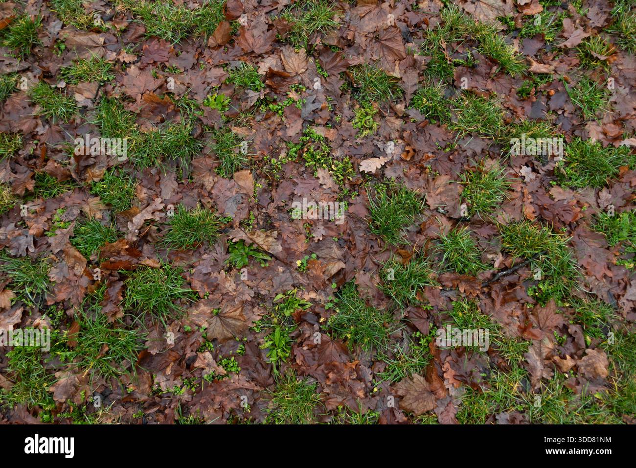 Patchy grass surface hi-res stock photography and images - Alamy