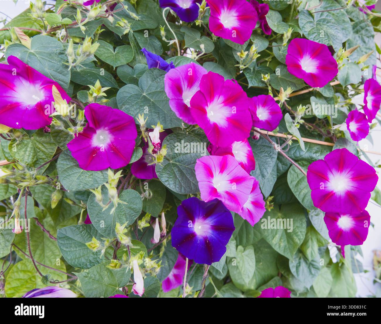 Colorful blossoms of morning glory (Ipomoea purpurea) surrounded by ...
