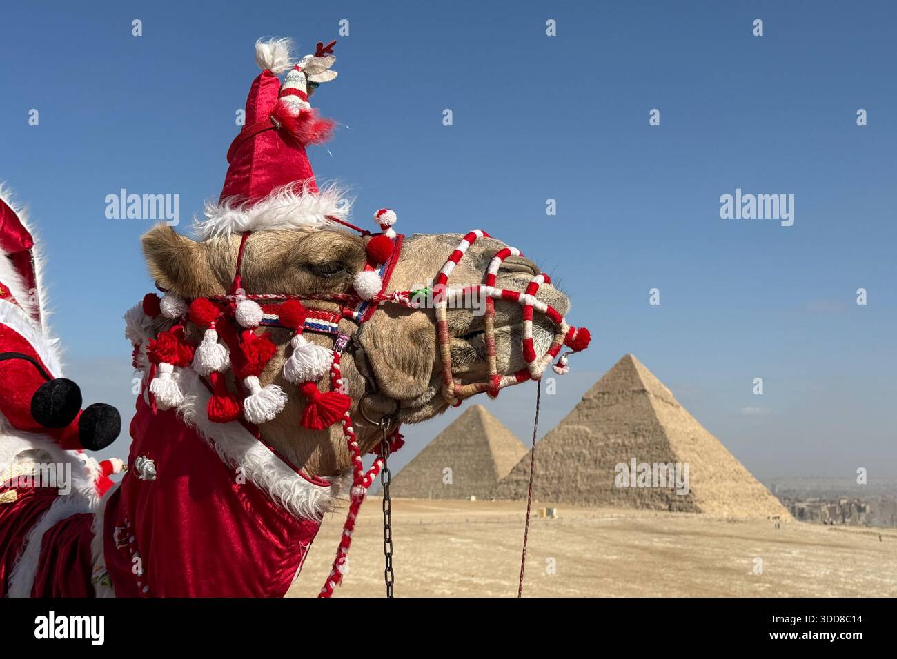 A decorated camel marking the Christmas and the new year stands at the ...