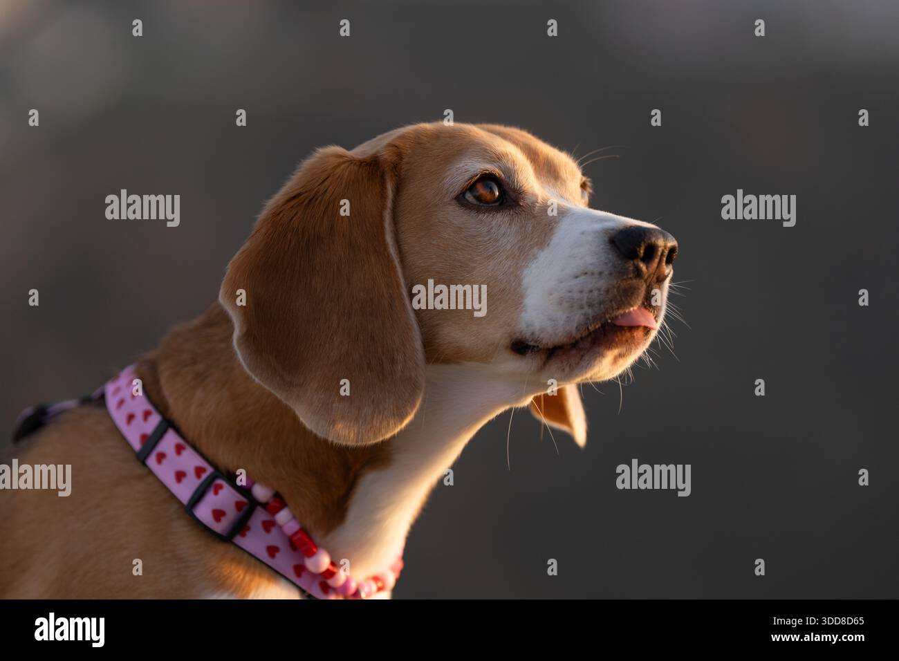 Hearts content hi-res stock photography and images - Alamy