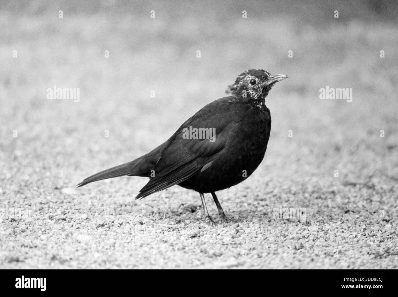 True thrushes Black and White Stock Photos & Images - Alamy