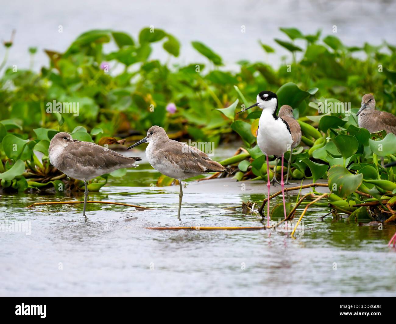 Mud-wading birds (Tringa semipalmata) and an American stilt (Himantopus ...