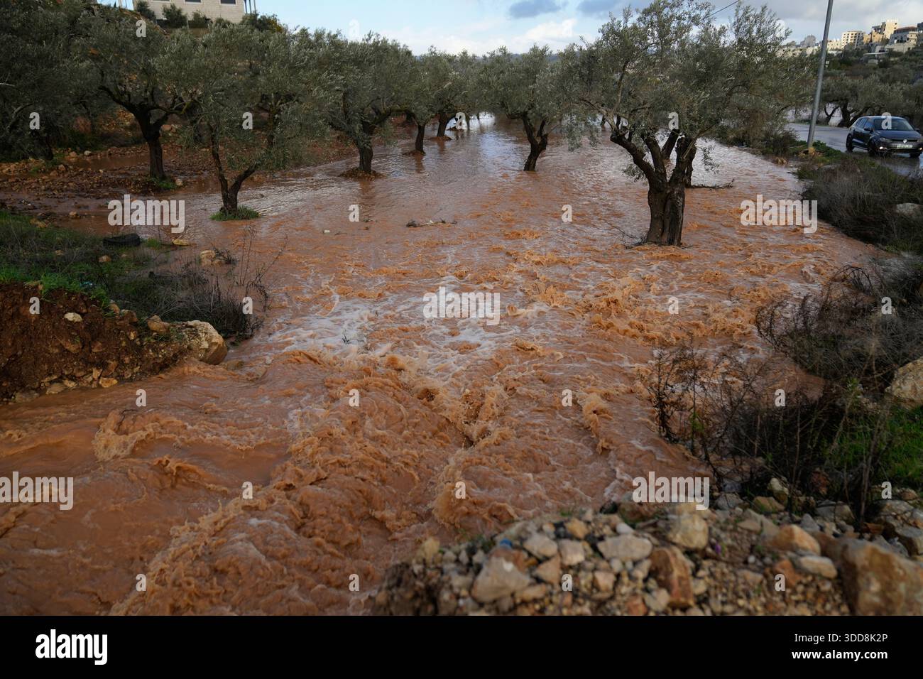 A rain flooded olive grooves during a powerful winter system that ...