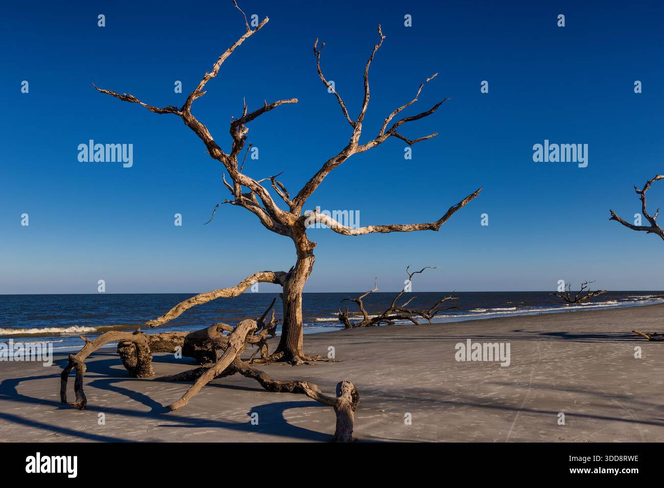 Long expired trees and branches due to erosion strewed along the ...