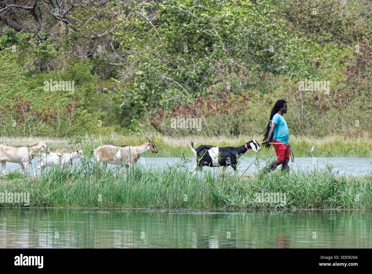 Goats and ponds hi-res stock photography and images - Alamy