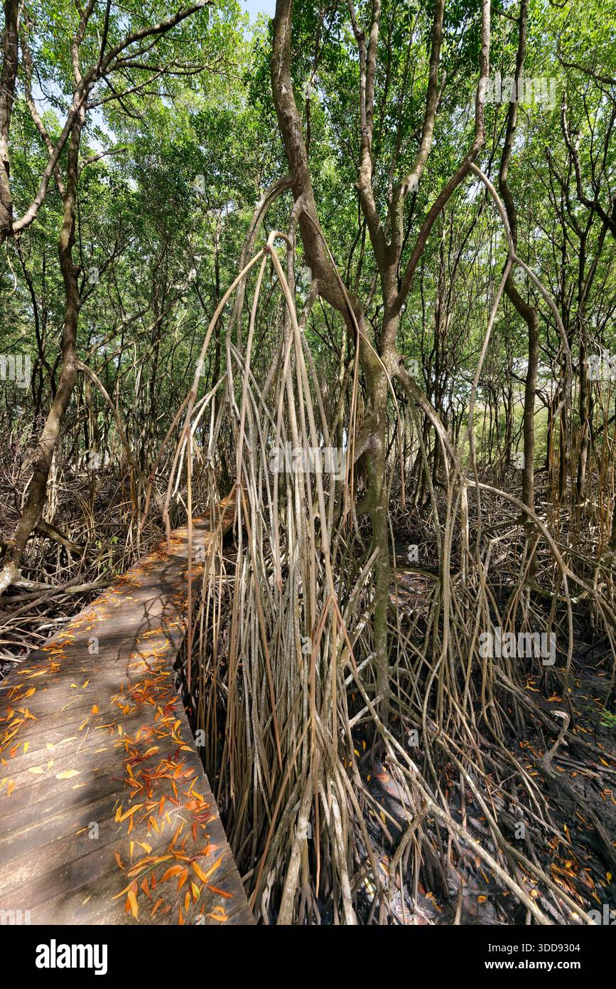 Red mangrove tree rhizophora hi-res stock photography and images - Alamy