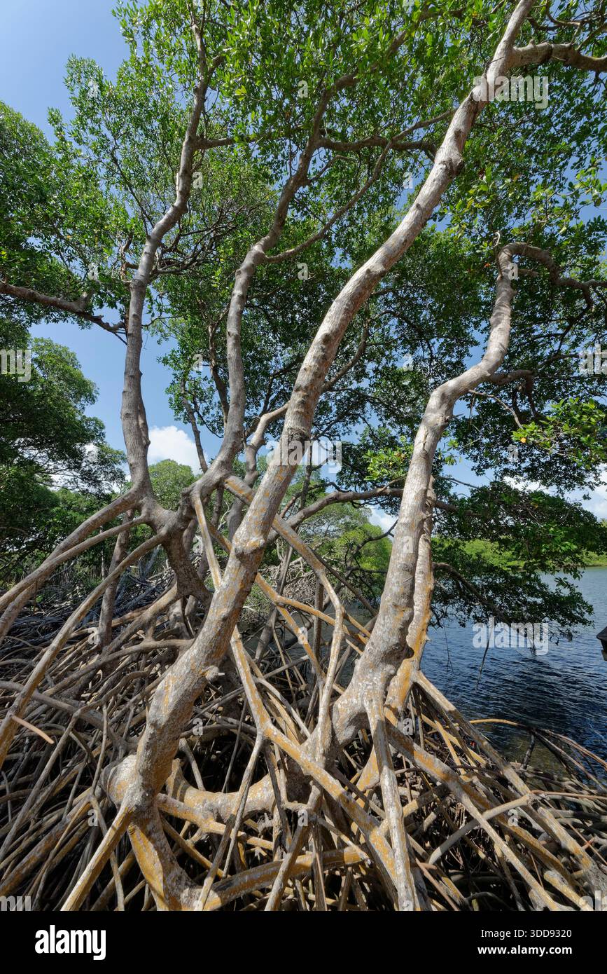 Red mangrove tree (Rhizophora mangle) swamp fringing Petit Trou Lagoon ...
