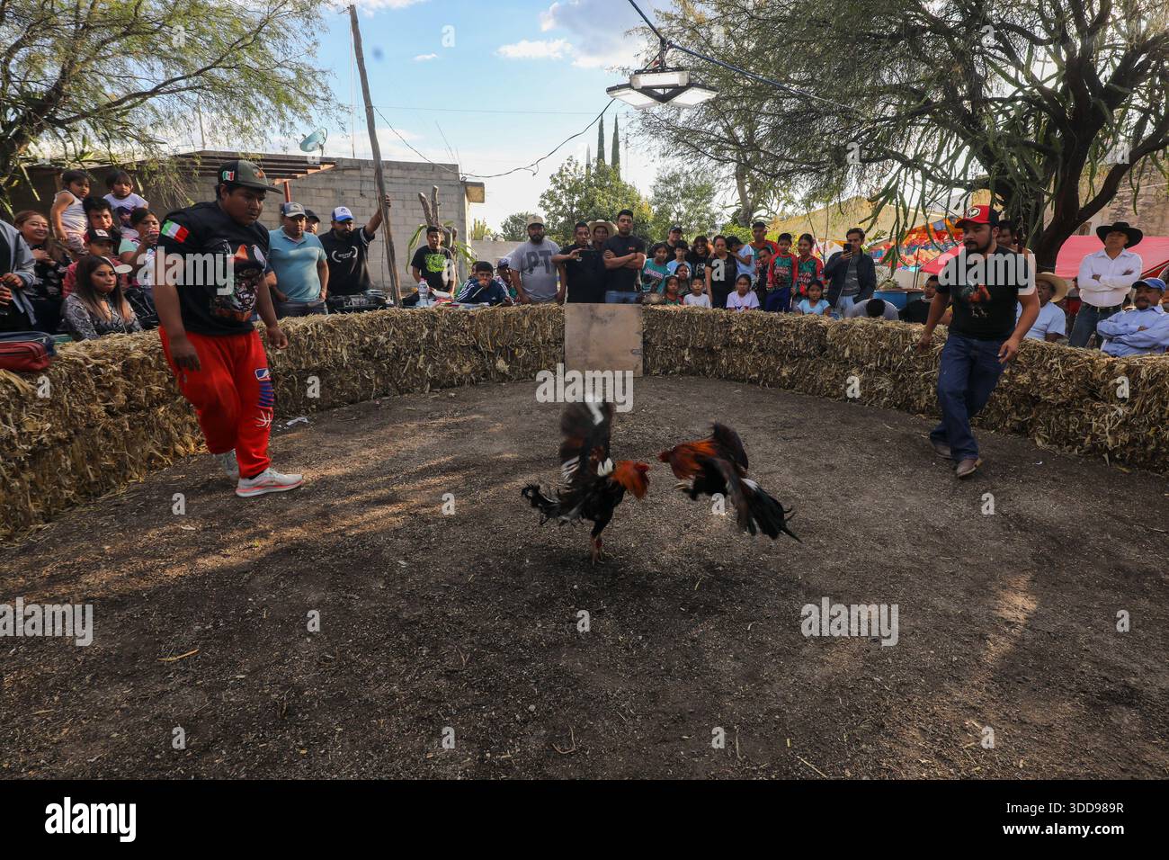 Roosters fighting during a cockfight in a derby held in the ...