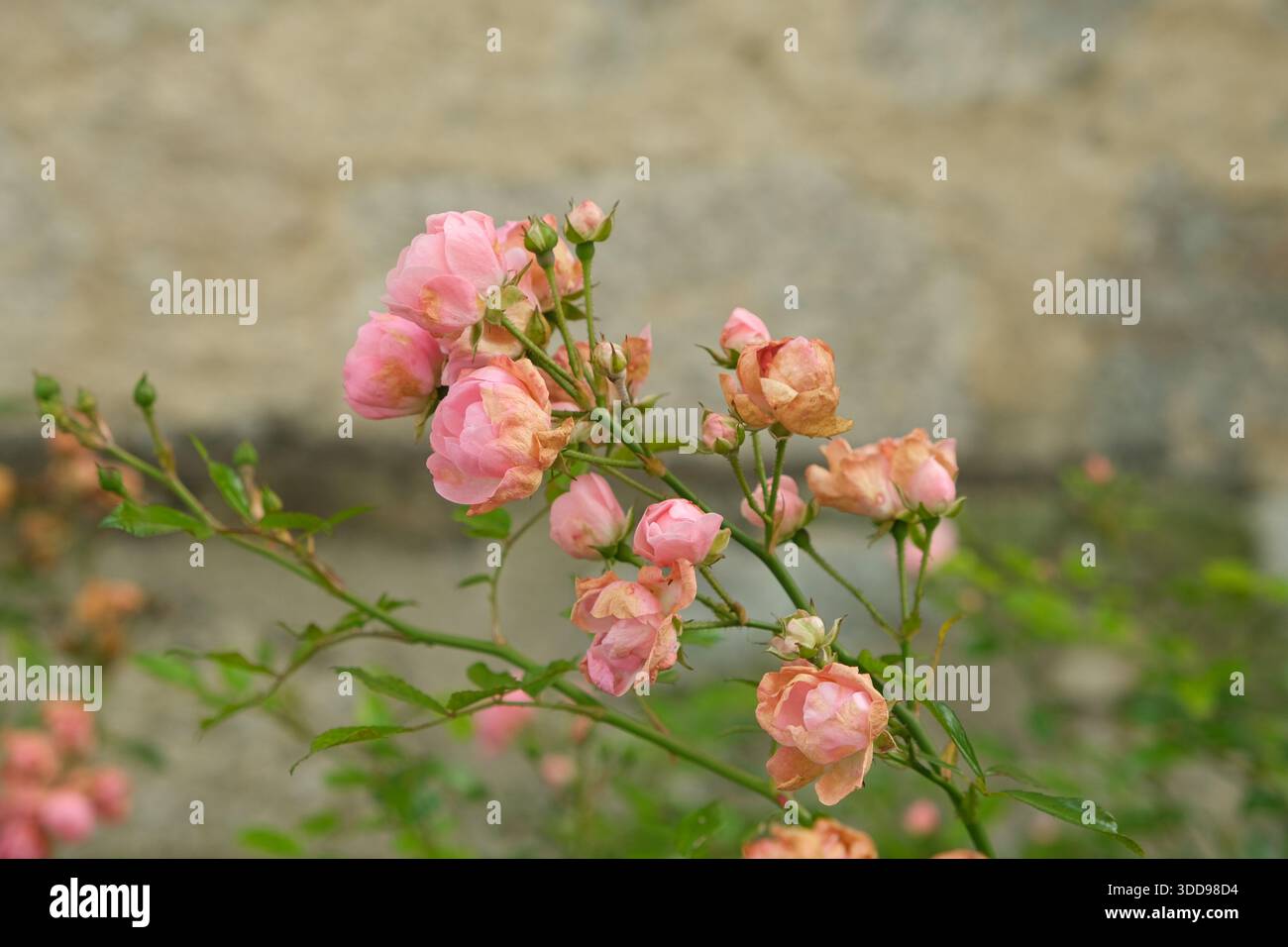 Blossoming pink flowers roses hi-res stock photography and images - Alamy
