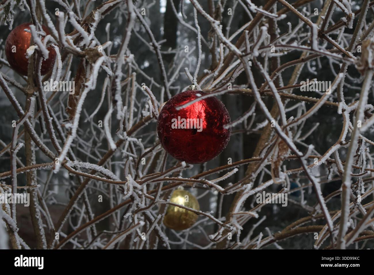 A red Christmas ball on the frozen tree in Advent trail in Le Crêt in ...