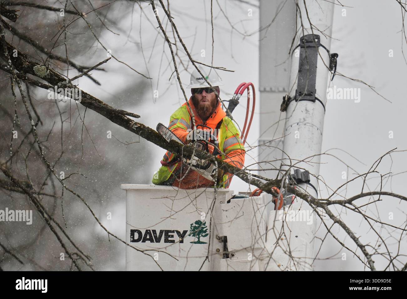 A worker trims a tree so that utility crew workers can replace a power ...