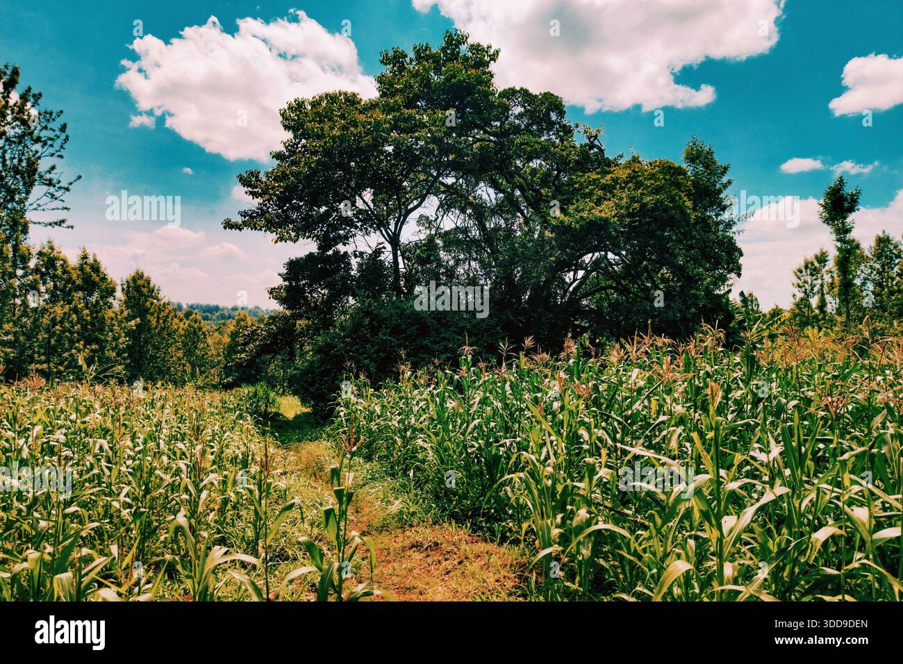 The sacred Mugumo Tree - Strangler Fig tree of the Kikuyu Community ...
