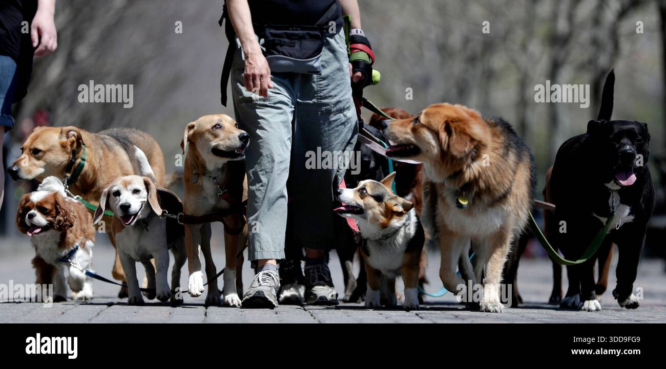 FILE - Dog walker Kathleen Chirico strolls with a pack of dogs during a ...
