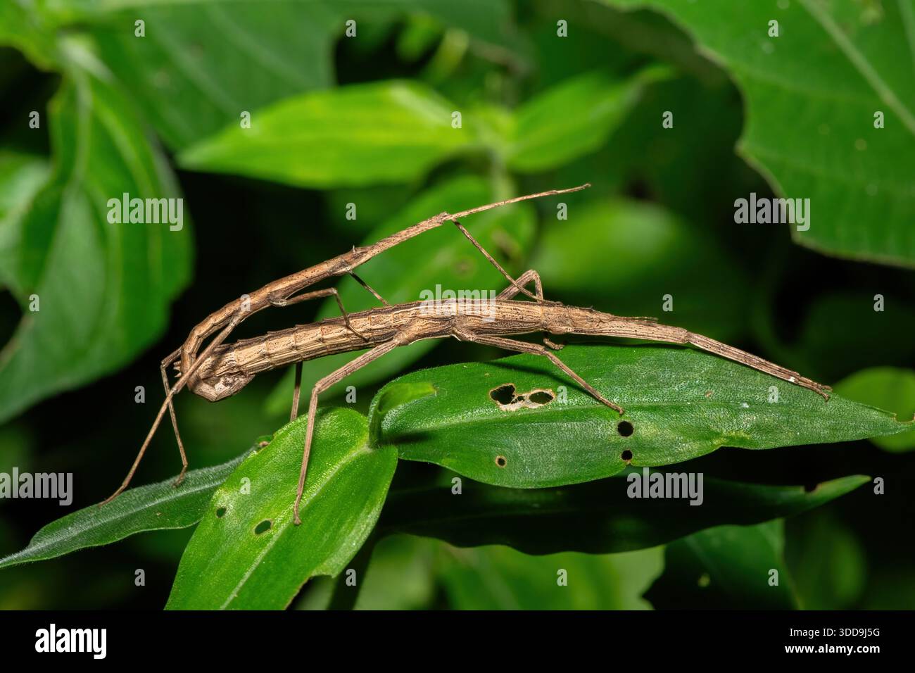 A beautiful pink winged stick insect (Sipyloidea sipylus), also known ...