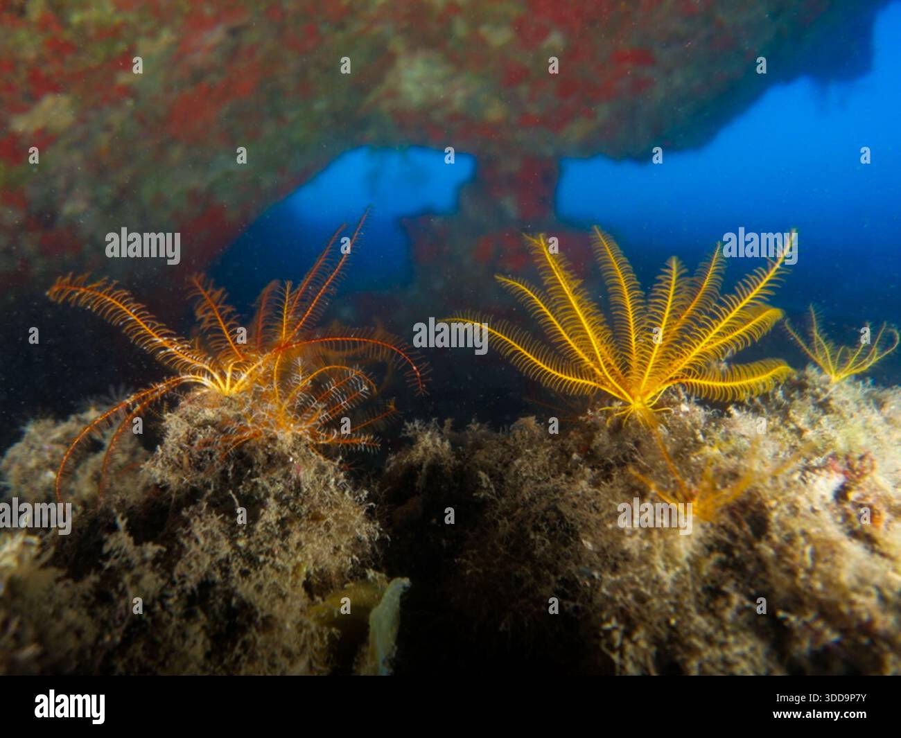 Mediterranean sea stars hi-res stock photography and images - Alamy