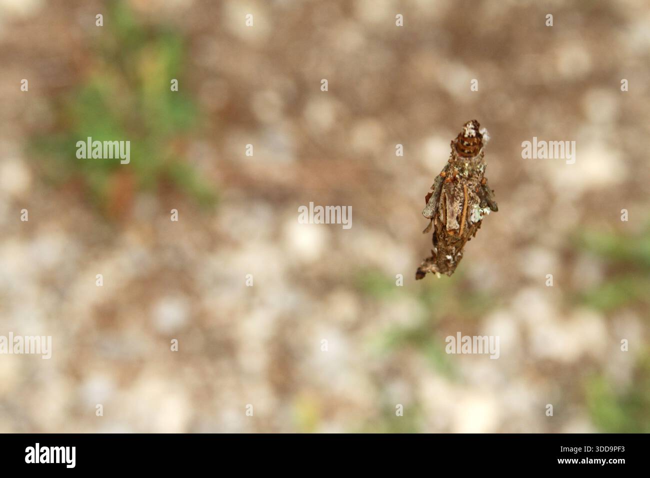 Common bag moth caterpillar larvae hi-res stock photography and images ...