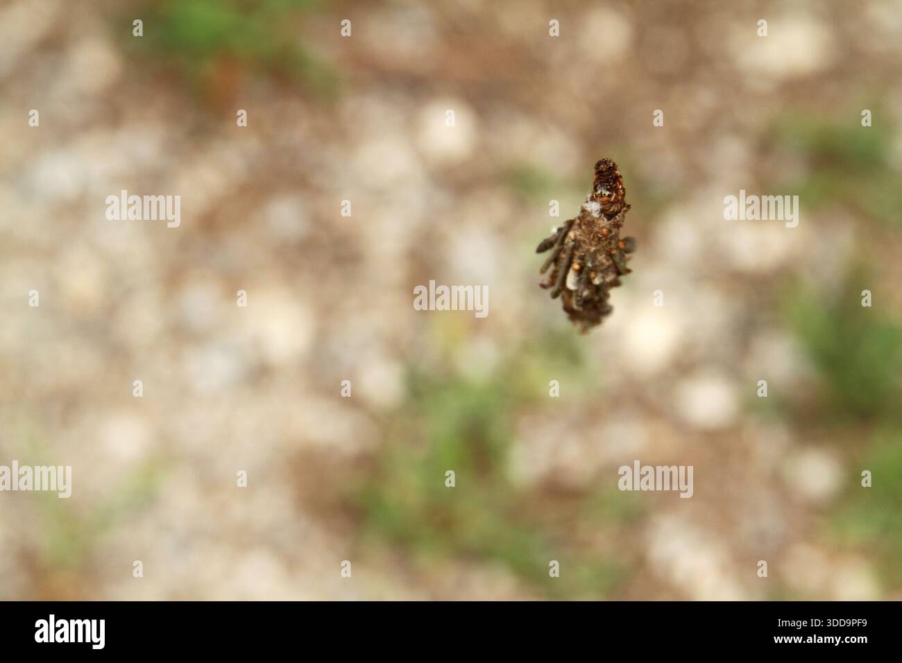 Common bag moth caterpillar larvae hi-res stock photography and images ...
