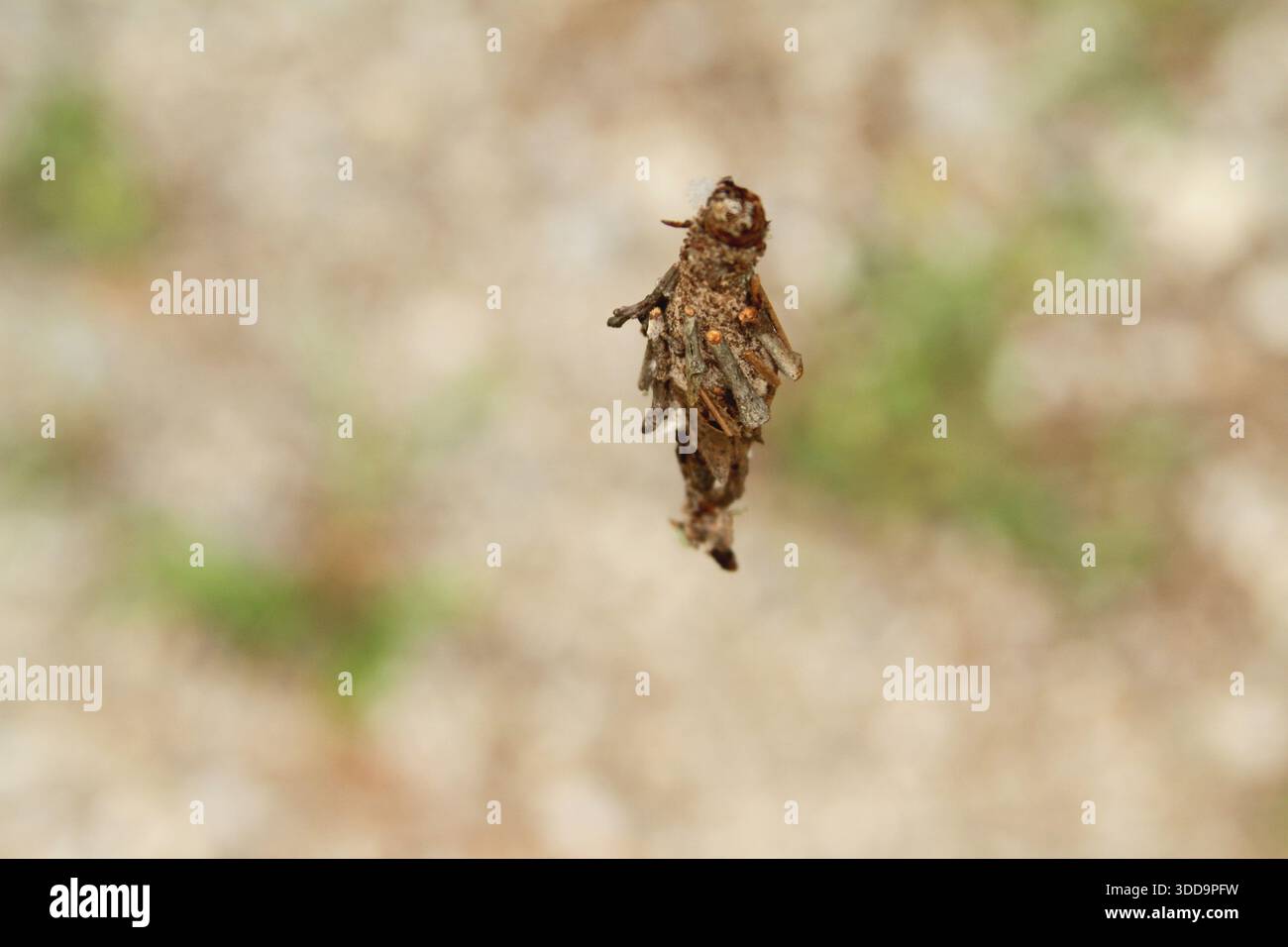 Common bag moth caterpillar larvae hi-res stock photography and images ...
