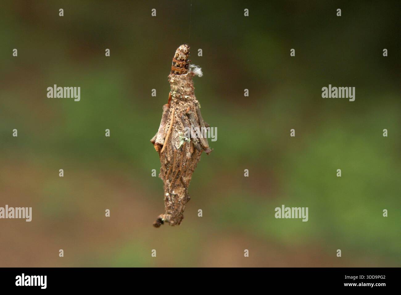 Common bag moth caterpillar larvae hi-res stock photography and images ...