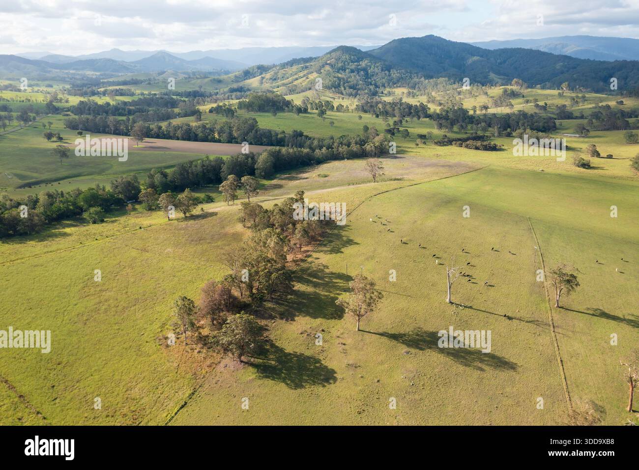 Aerial view of beef and diary farmland along the tree-lined Williams ...
