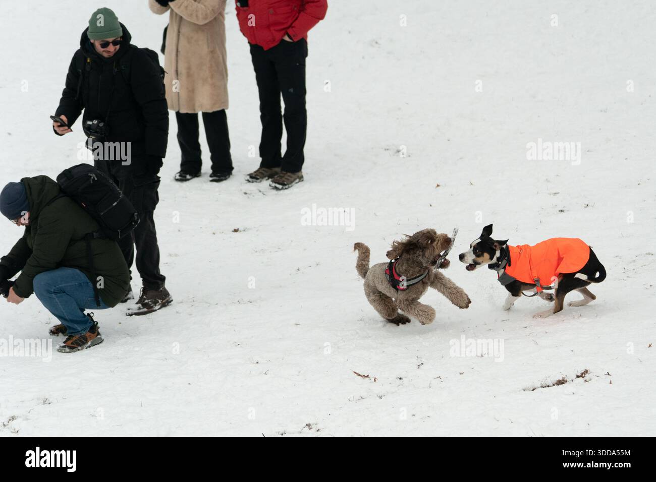 Two dogs chase after a stick in Central Park after an overnight ...