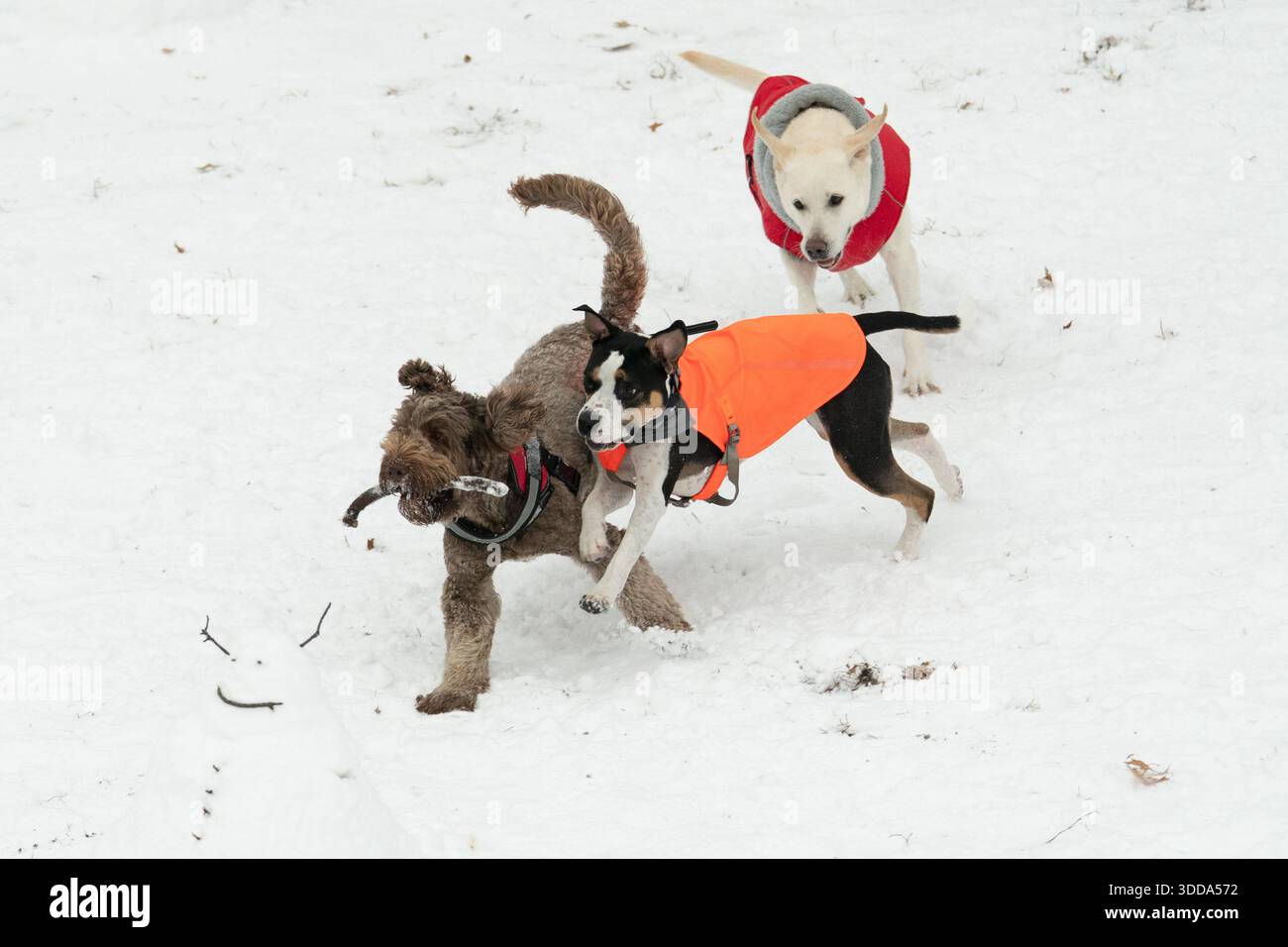 Dogs chase after a stick in Central Park after an overnight snowstorm ...