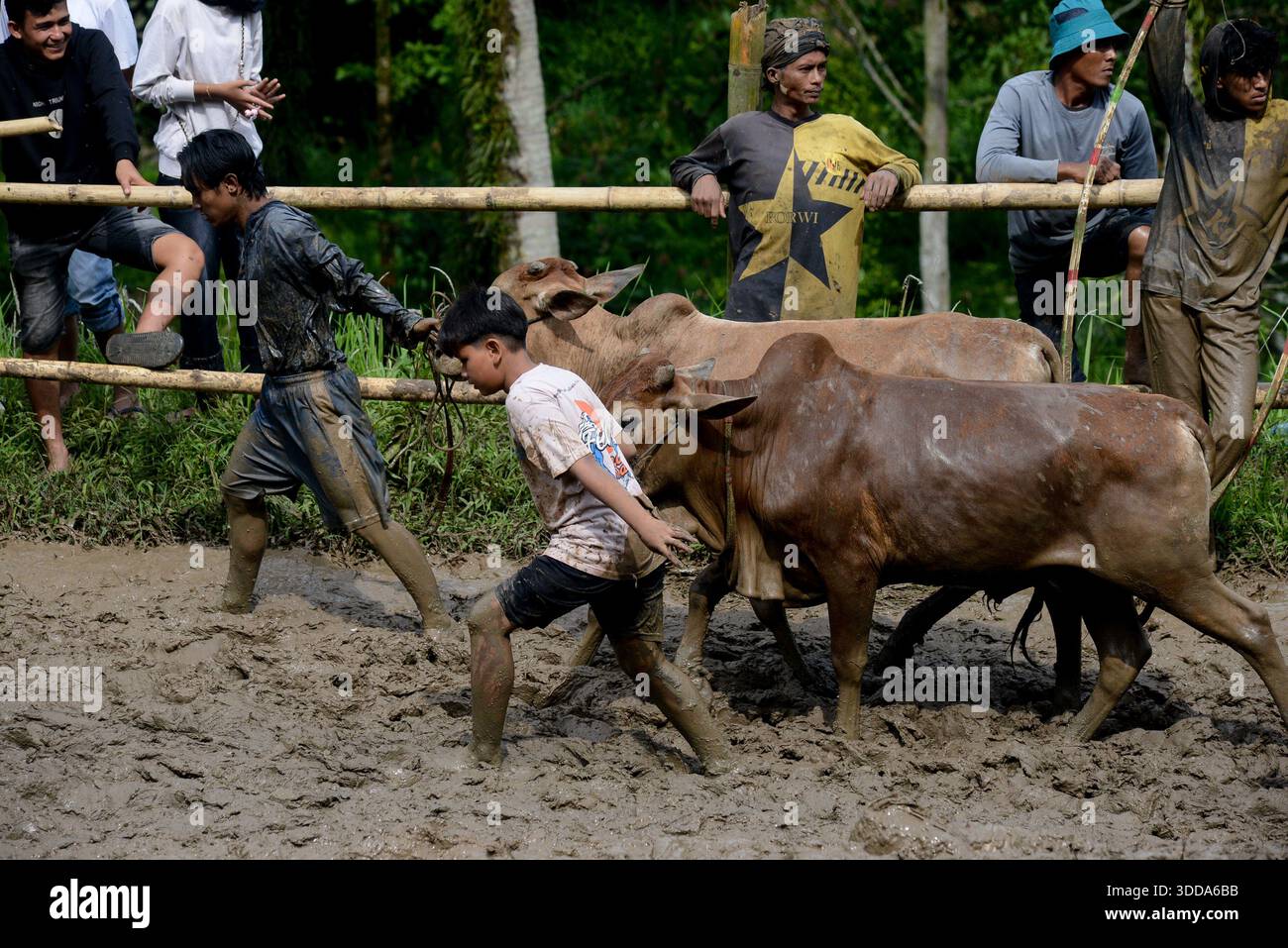 Jockey prepare bull during the traditional Pacu Jawi bull race in a ...