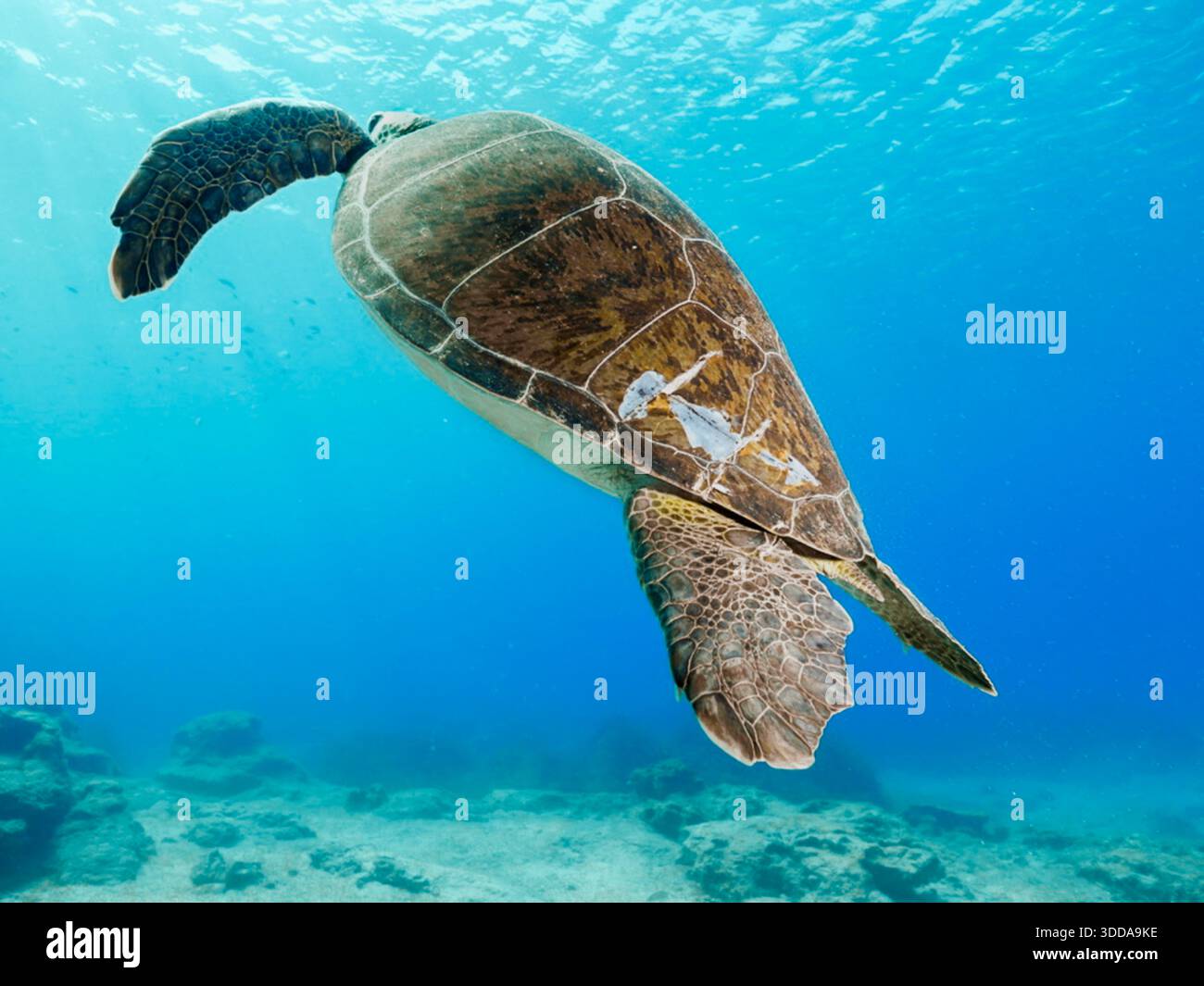 Turtle hit by a propeller Stock Photo - Alamy
