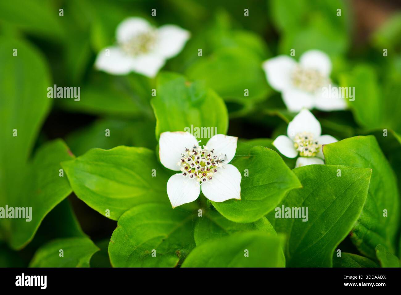Canada bunchberry blooms hi-res stock photography and images - Alamy