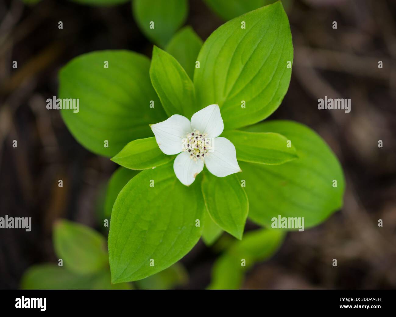 OLYMPUS DIGITAL CAMERA Stock Photo - Alamy