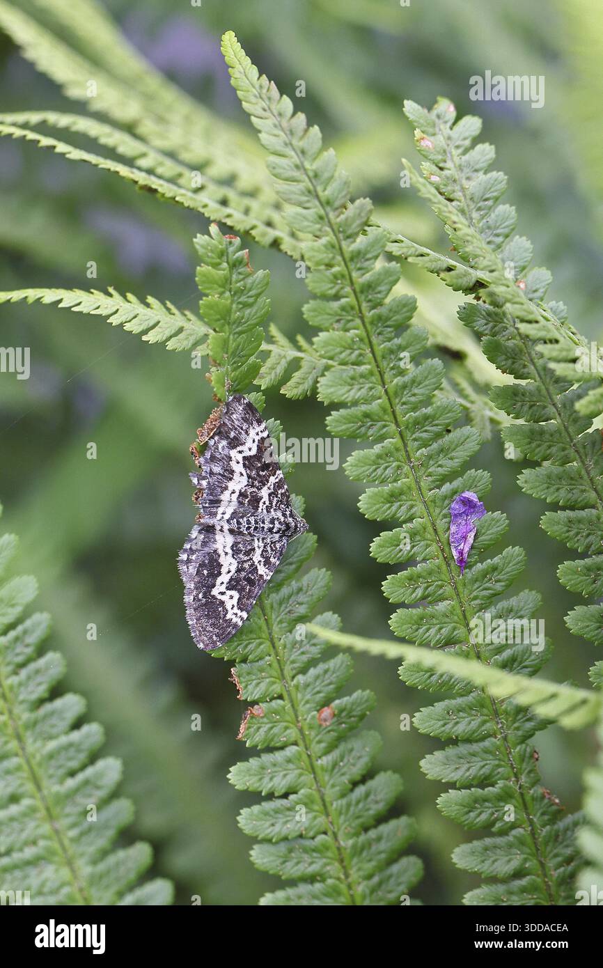 Short-cloaked moth (Nola cucullatella), also known as hedge grey moth ...