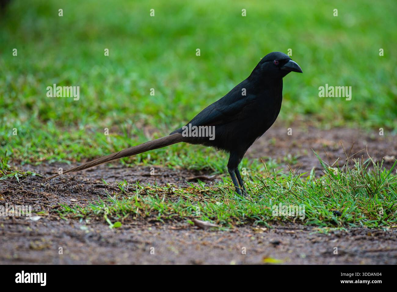 Bird identification uganda hi-res stock photography and images - Alamy
