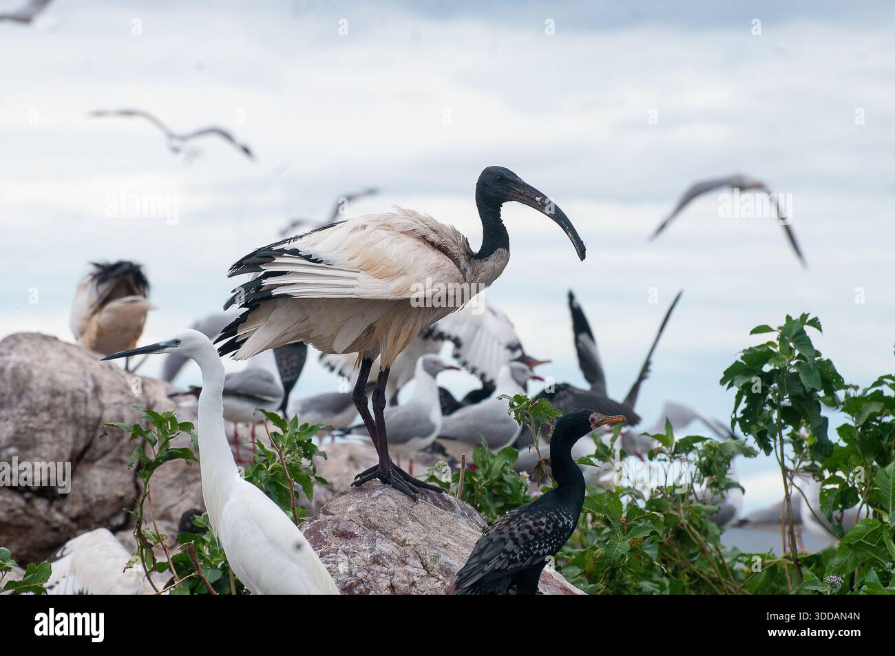 Migratory movements ibises hi-res stock photography and images - Alamy