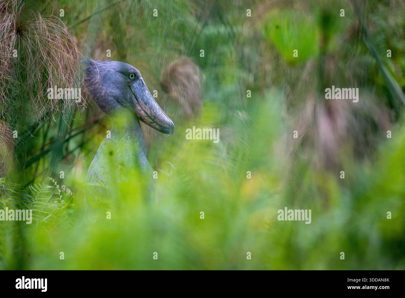 Shoebill (Balaeniceps rex), also known as the whale-headed stork ...