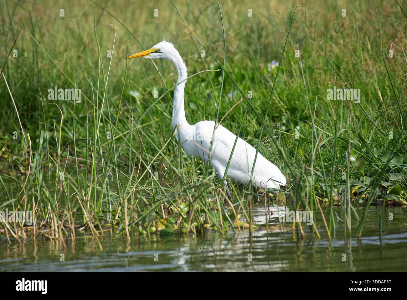 Rare great white egret ardea hi-res stock photography and images - Alamy