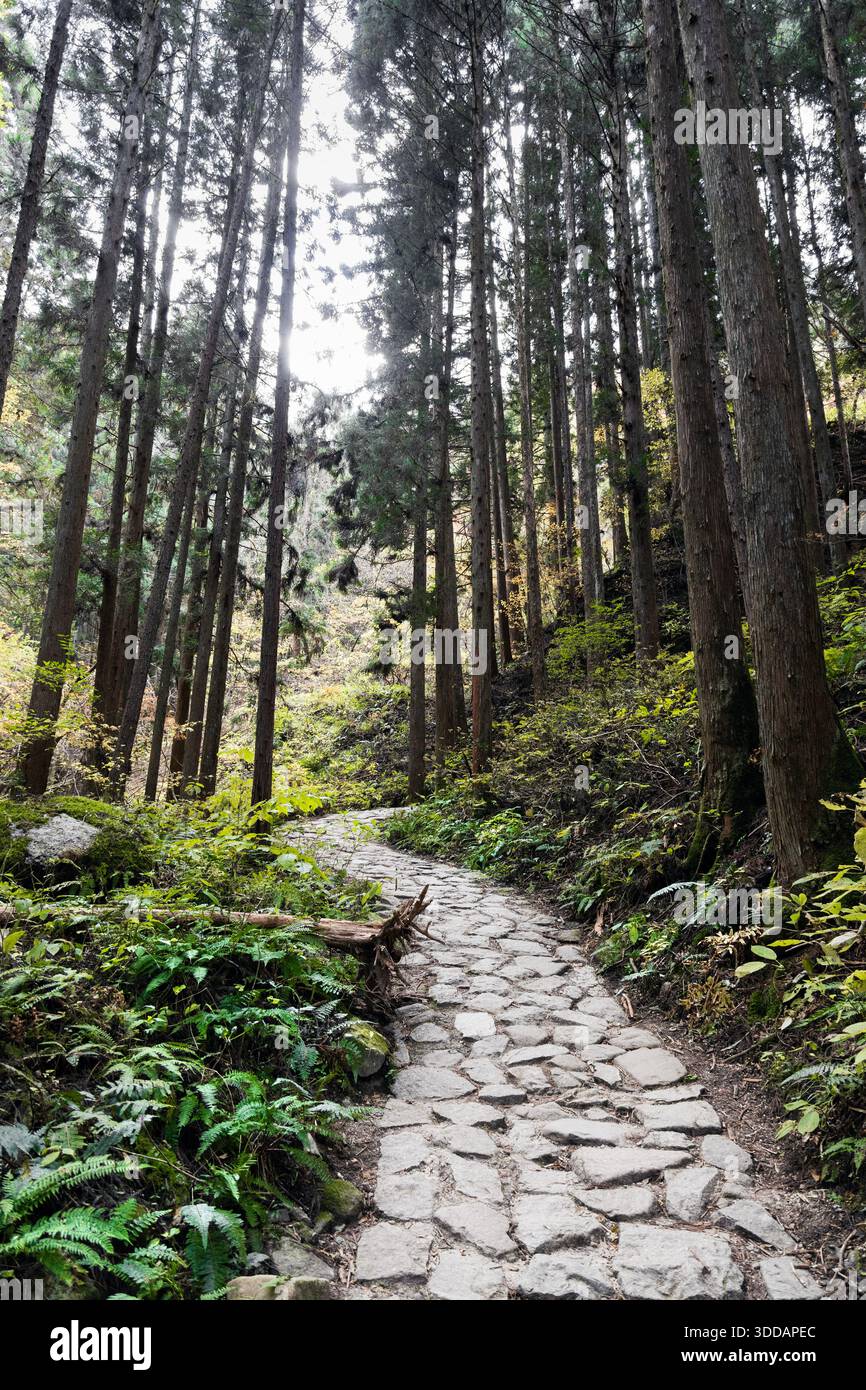 Nakasendo trail path through forest between Tsumago-juku and Magome ...