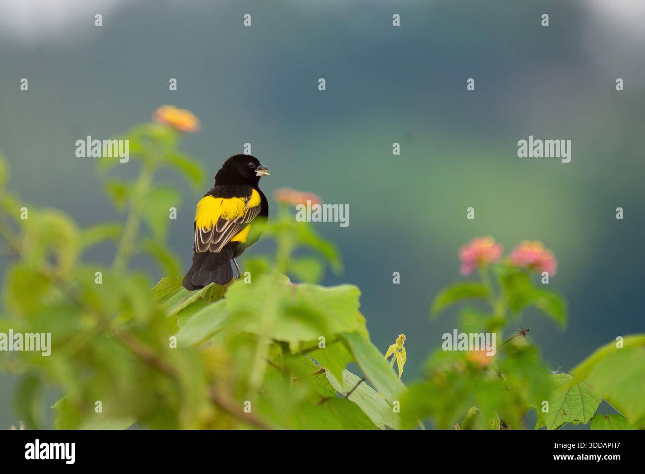 Yellow bishop (Euplectes capensis), also known as Cape bishop, Cape ...