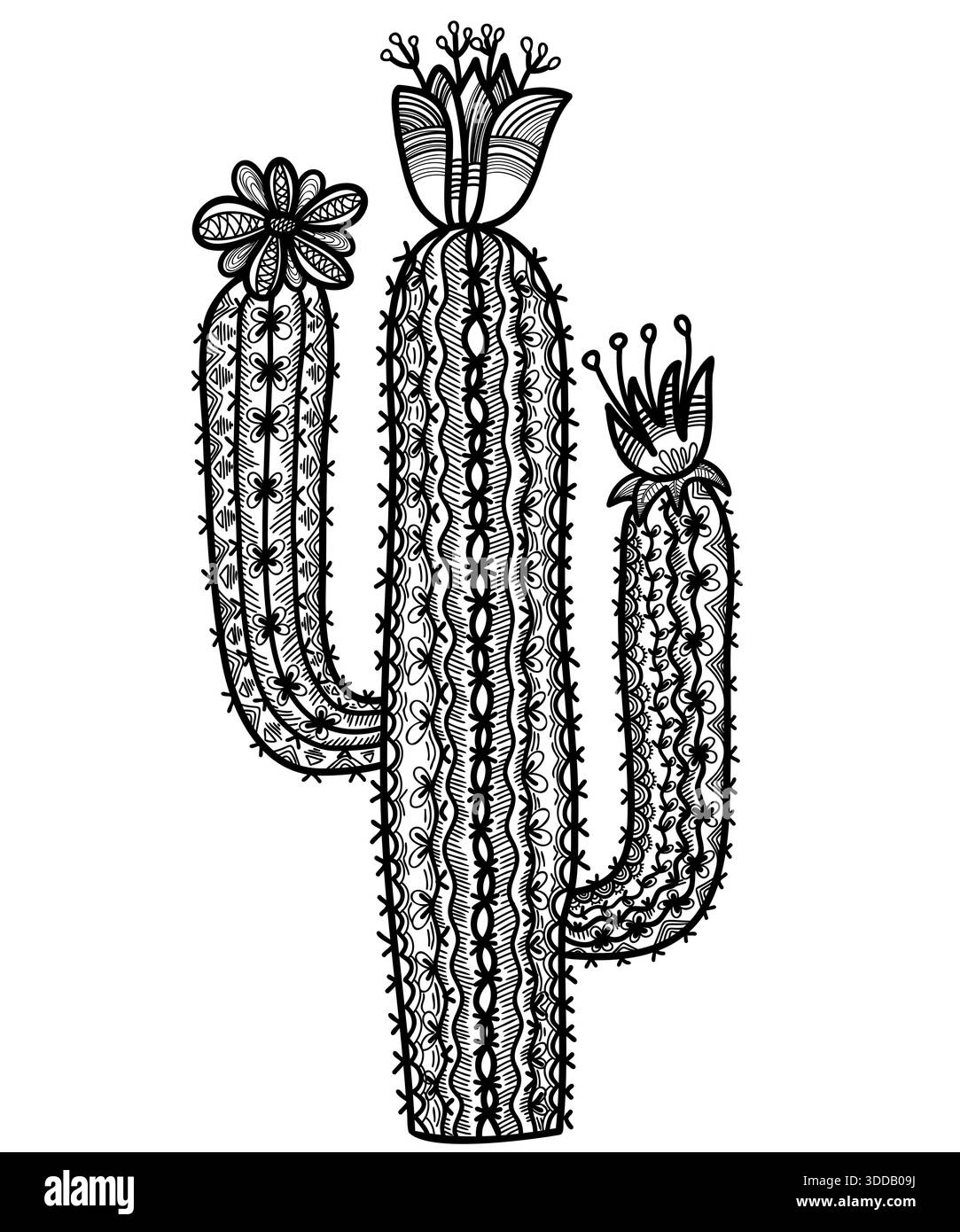 cactus vector design