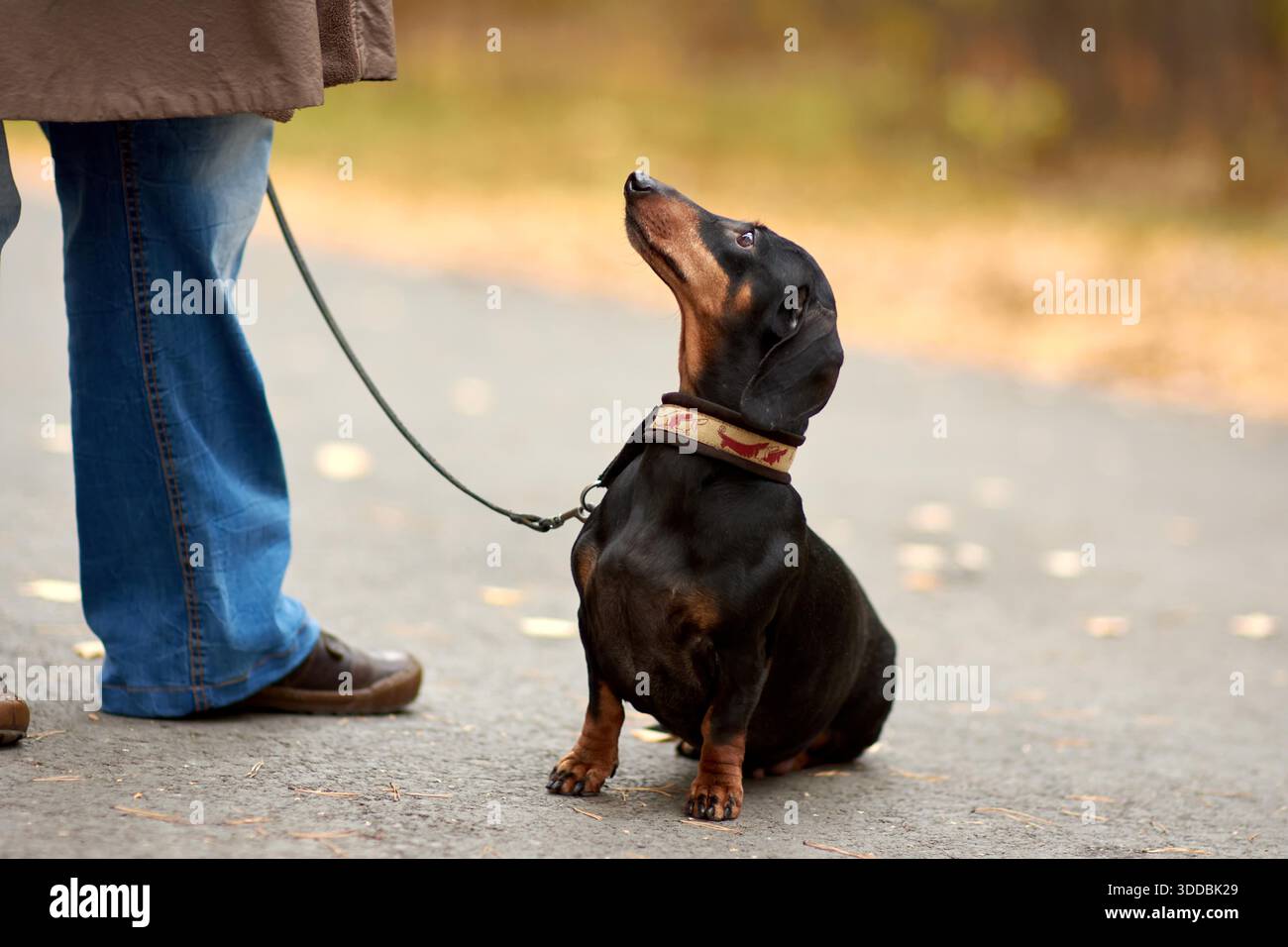 Black tan dachshund wears shiny hi-res stock photography and images - Alamy