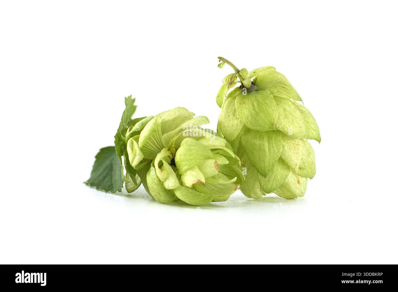 Vibrant verdure Cut Out Stock Images & Pictures - Alamy