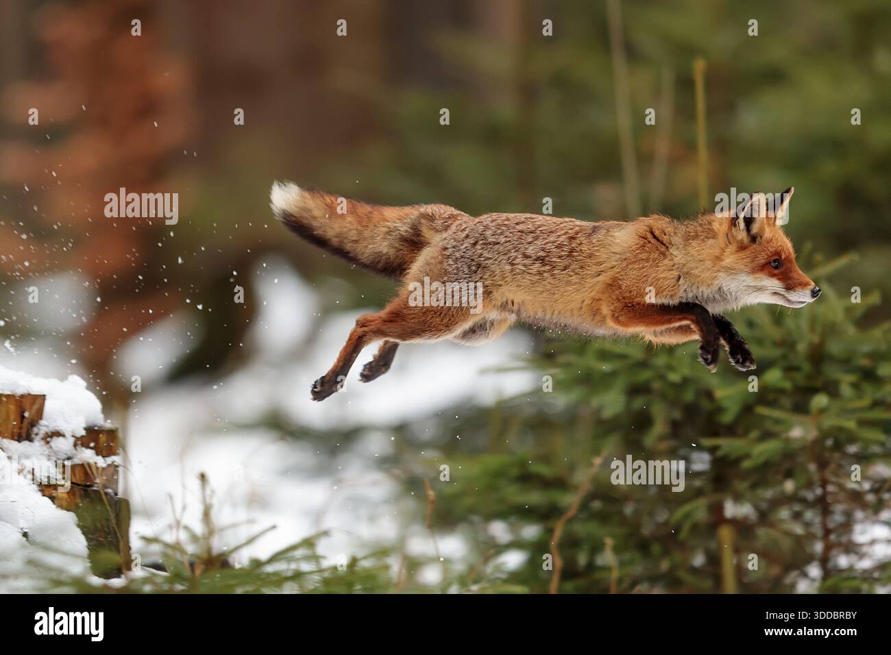 Jump fox hi-res stock photography and images - Alamy