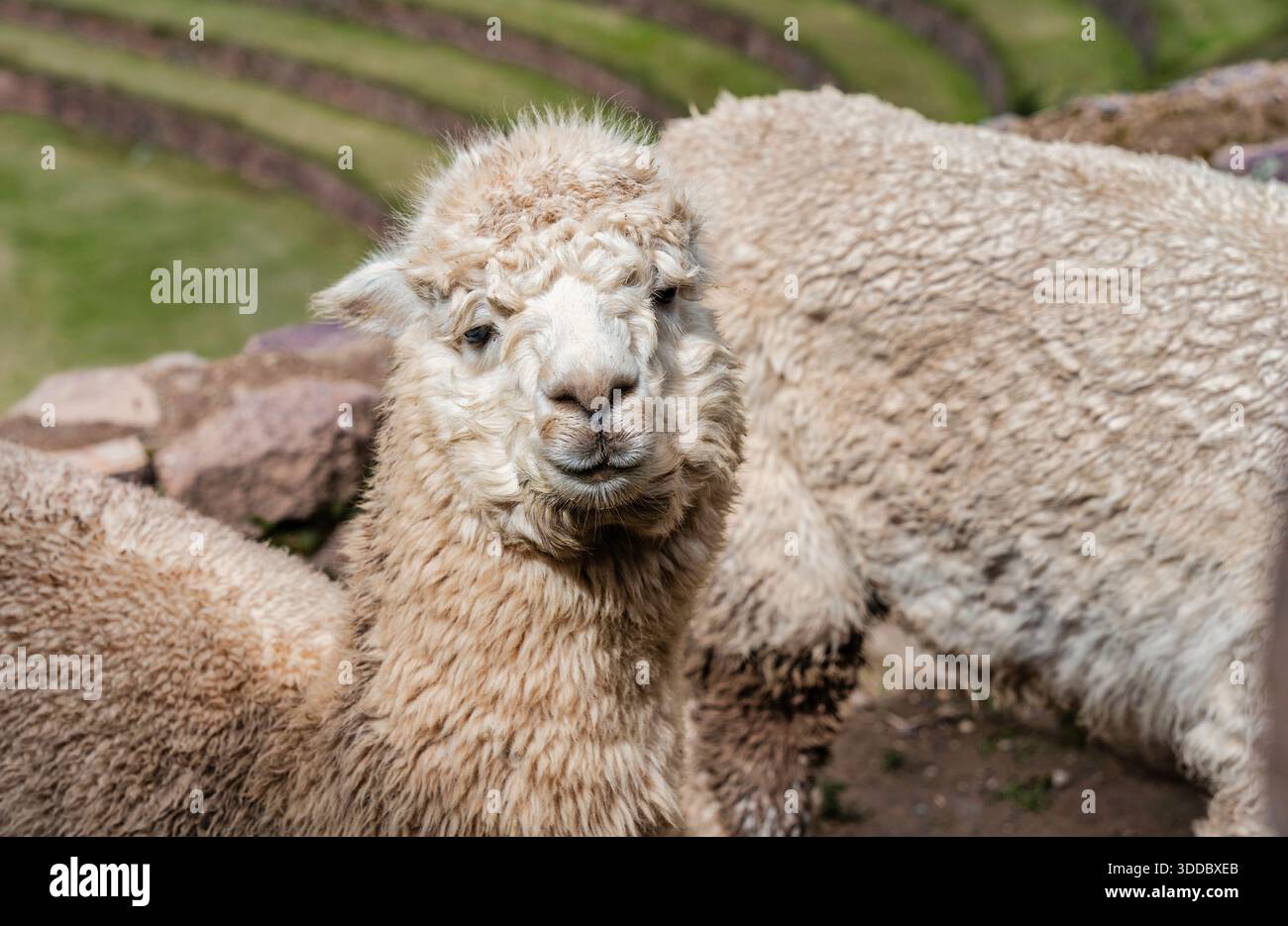 A close up portrait with a Huacaya alpaca standing at the ancient Inca ...