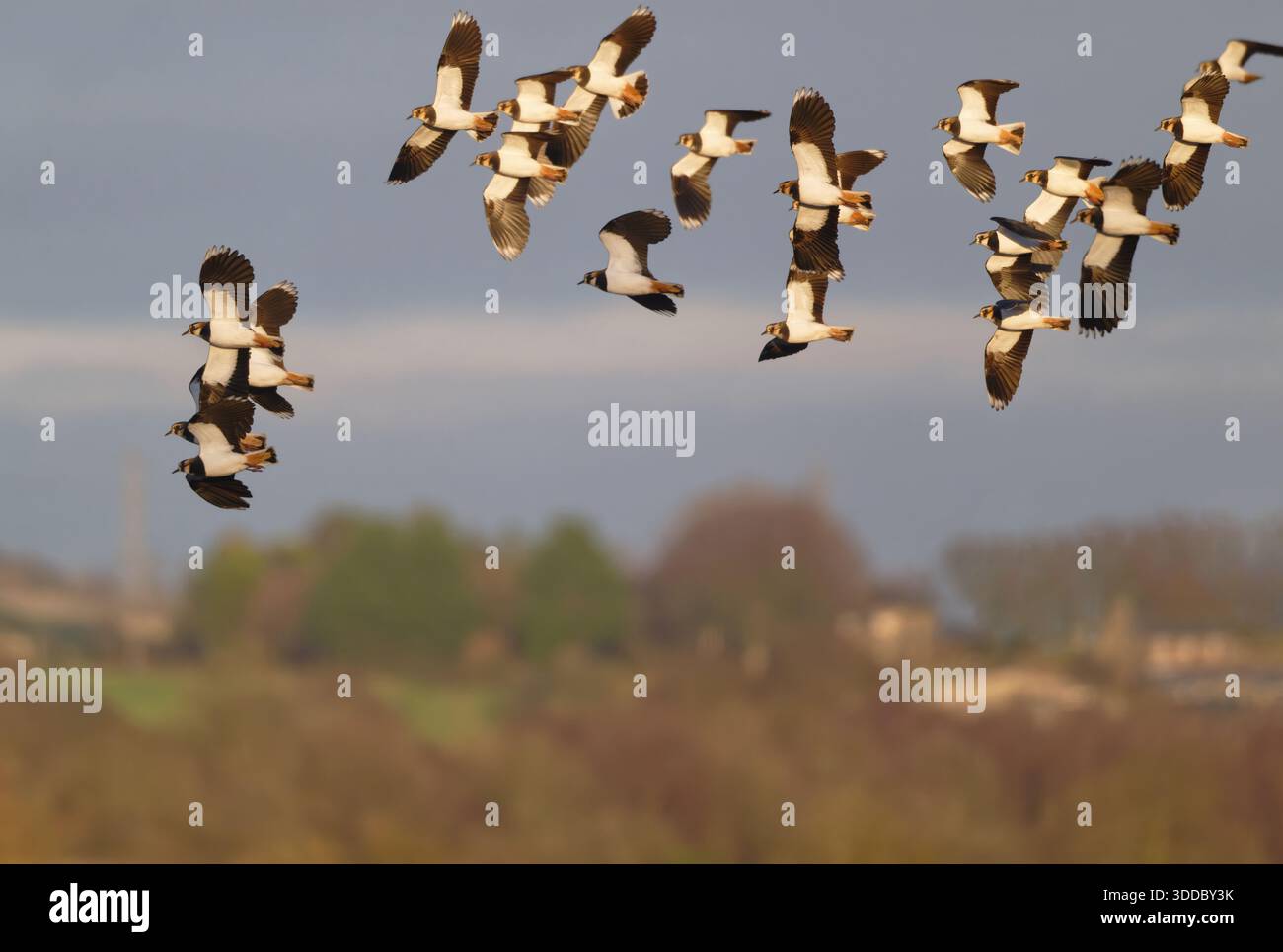 Close shots of lapwing in flight hi-res stock photography and images ...