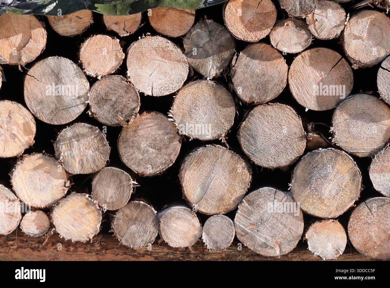 Toblach, Italy 20251229. Hewn timber from the forests of Toblach. Photo ...