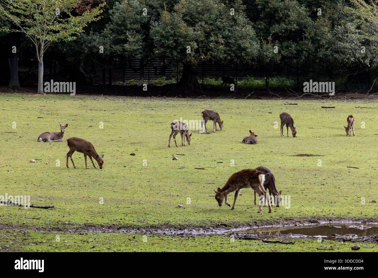 Nara,Japan, 2025-11-06. A shika deer at Kasuga Taisha Shinto shrine in ...