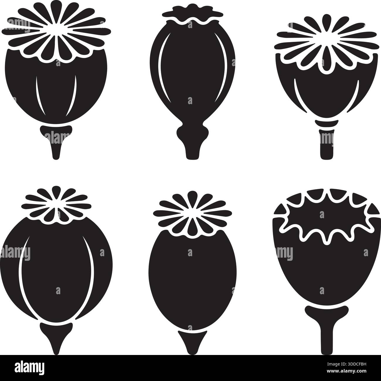 Wildflower seed head isolated Stock Vector Images - Alamy