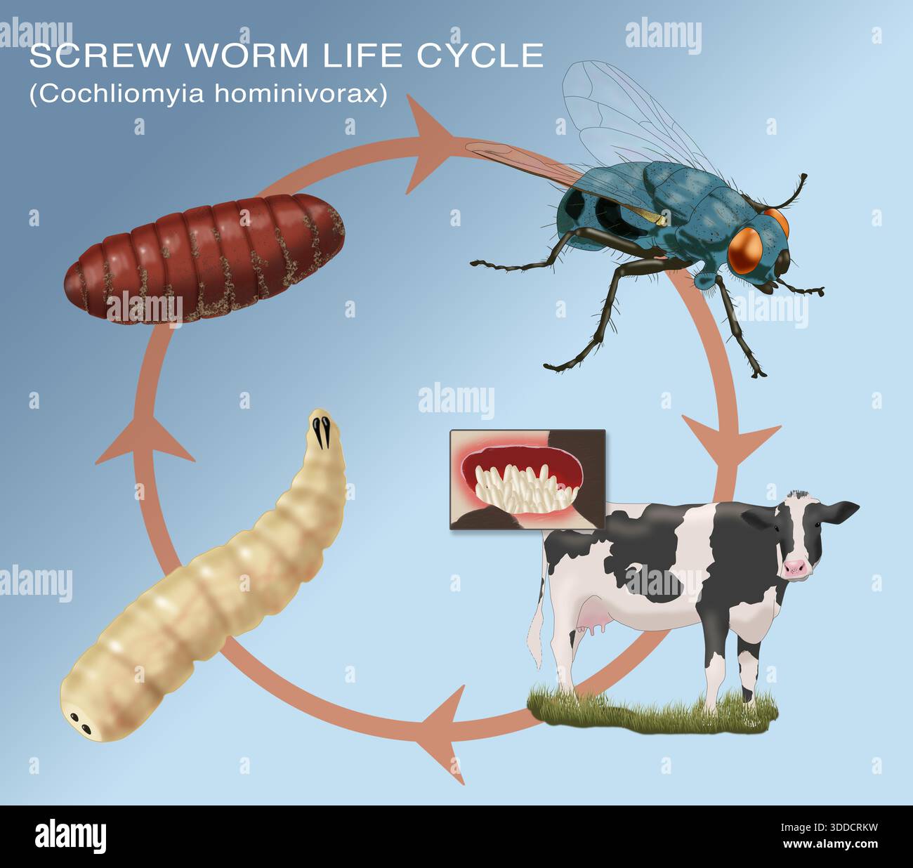 Illustration of the parasitic Screw Worm, Cochliomyia hominivorax, life ...