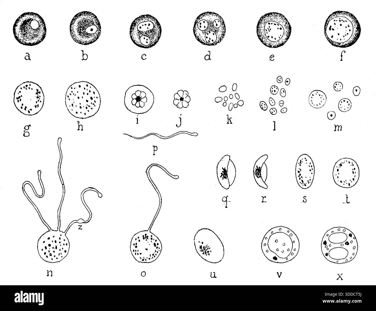 Illustration of malaria parasites under microscope. From Treatise on ...