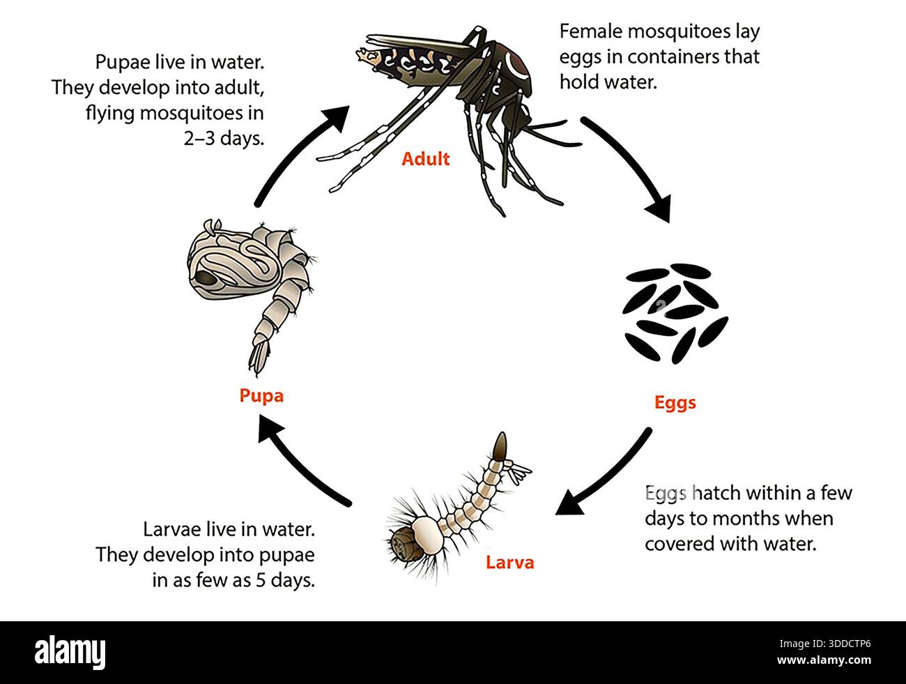 Aedes Mosquito Life Cycle, Infographic. Aedes aegypti, sometimes called ...